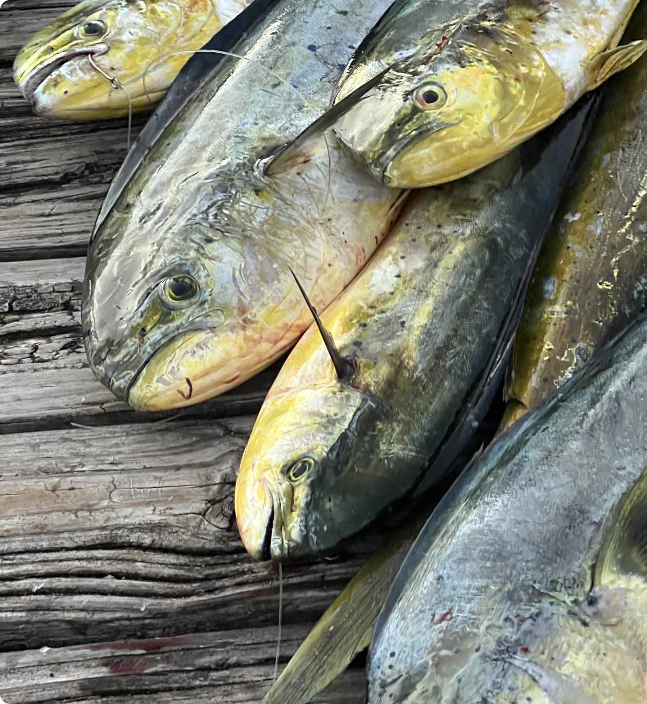 Home - Local Food Farm Council